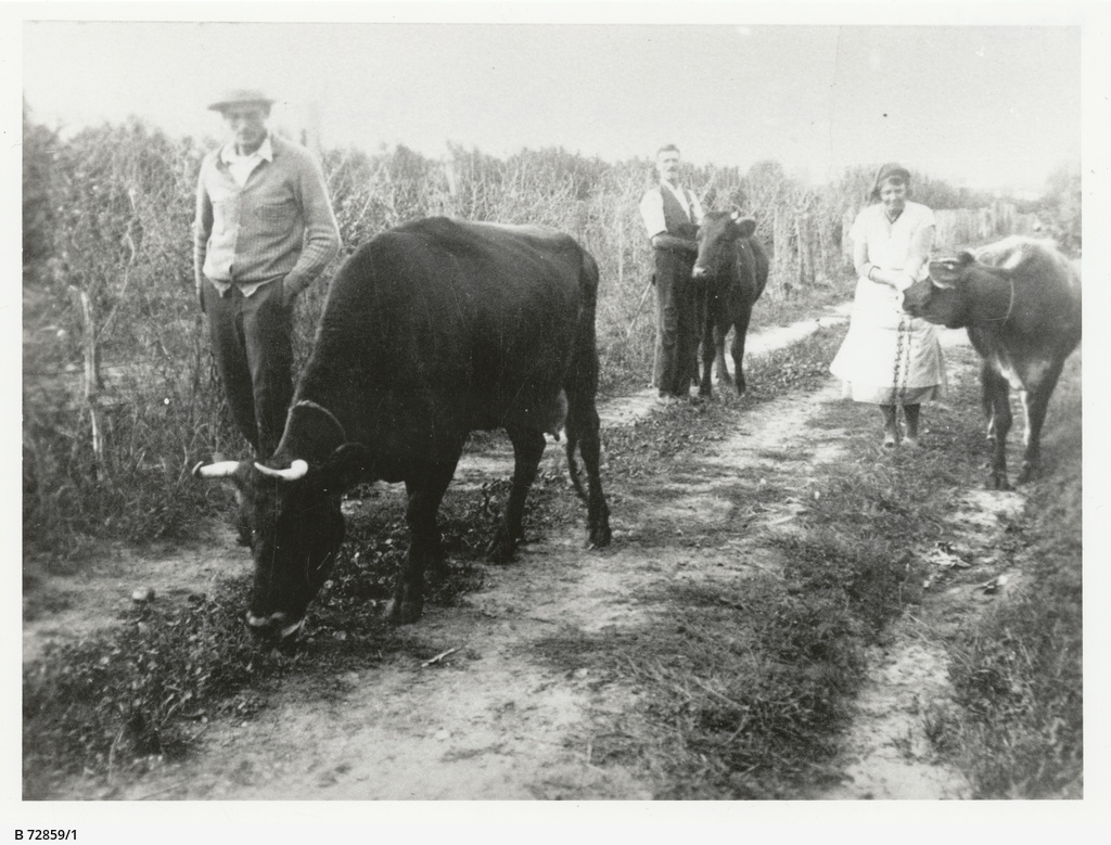 Market garden at Klemzig • Photograph • State Library of South Australia