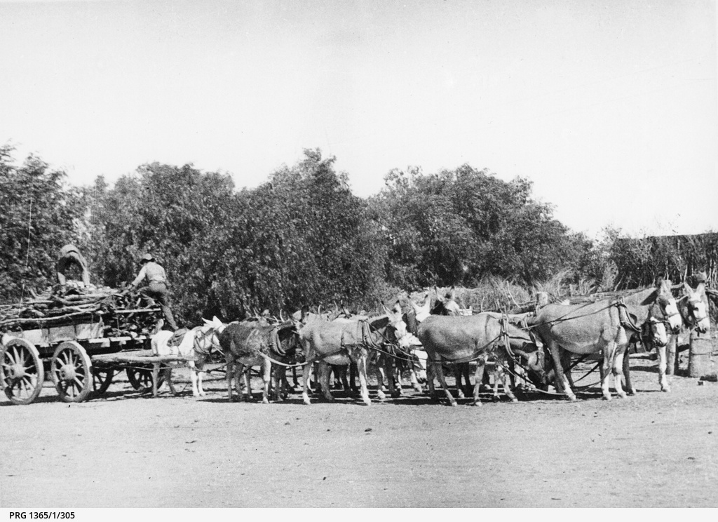Donkey team at Alice Springs • Photograph • State Library of South ...