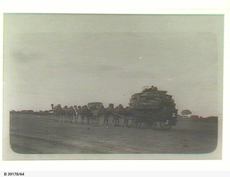 Camel Train • Photograph • State Library of South Australia