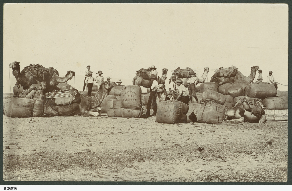 Camel Train • Photograph • State Library of South Australia