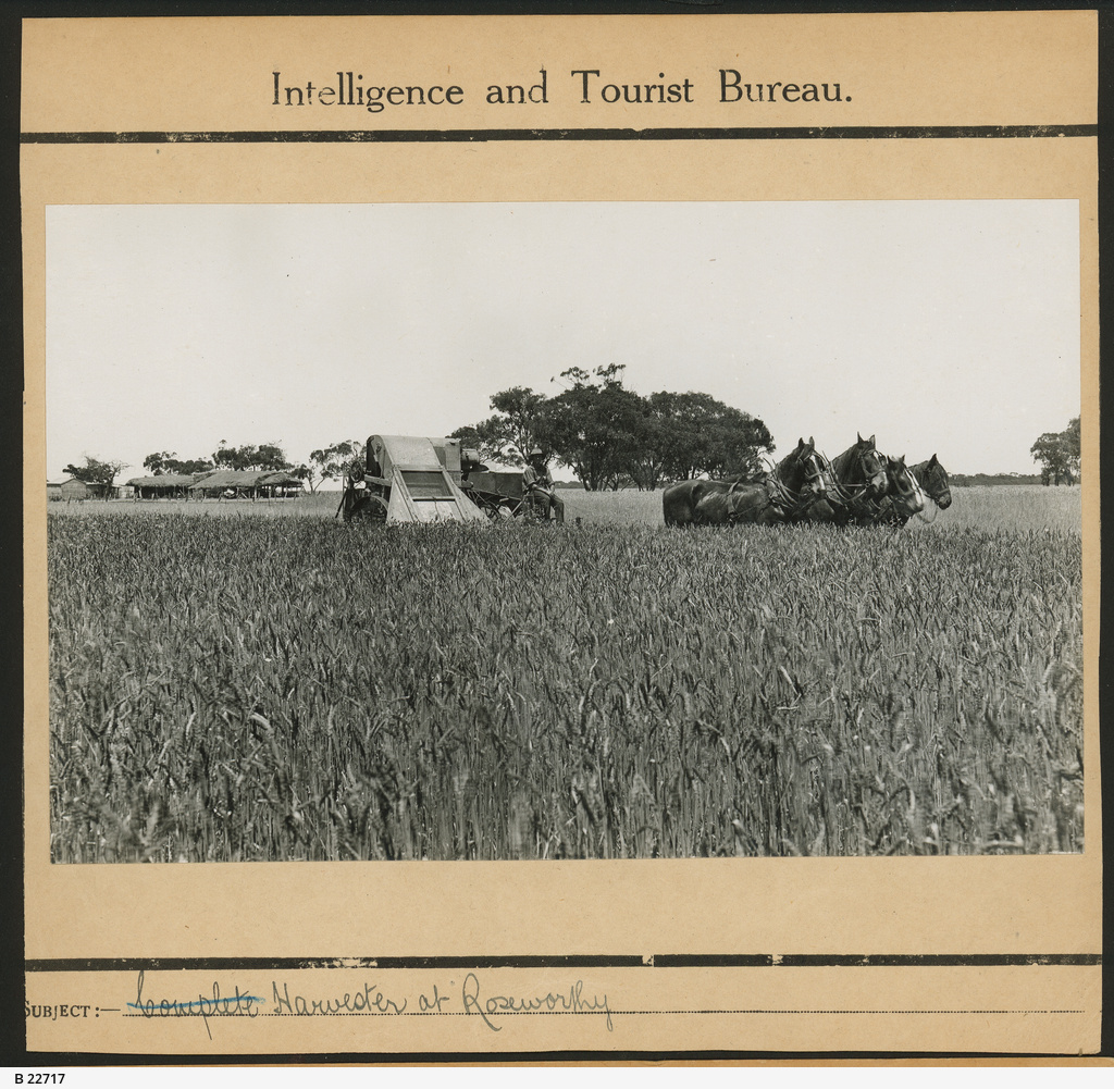 Harvester, Roseworthy • Photograph • State Library of South Australia