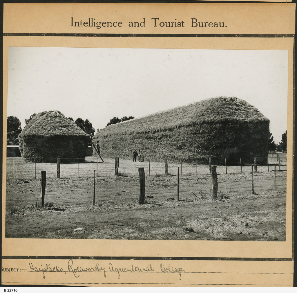 Haystacks, Roseworthy • Photograph • State Library of South Australia