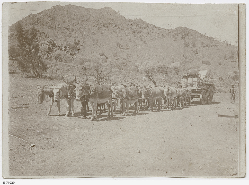 Donkey team at Yudnamutana • Photograph • State Library of South Australia