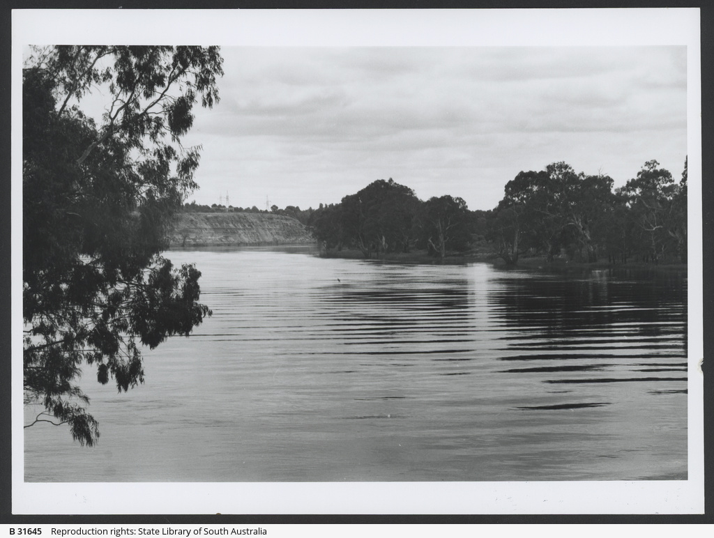 The Murray River at Morgan • Photograph • State Library of South Australia