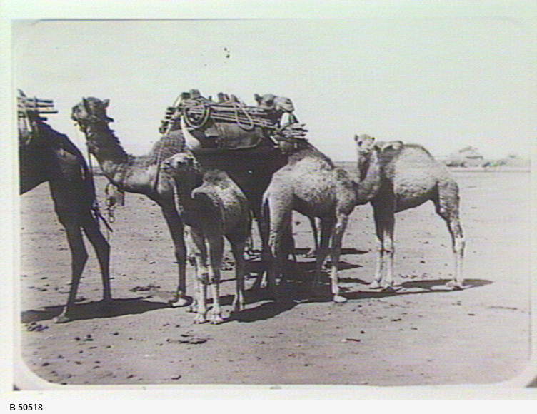 Camel train, Parachilna • Photograph • State Library of South Australia