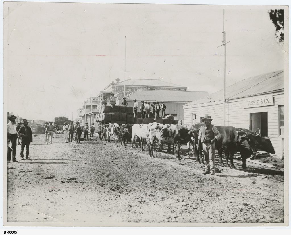 "Bullock team", Port Augusta • Photograph • State Library of South ...