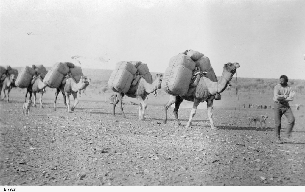 Camel Team • Photograph • State Library of South Australia