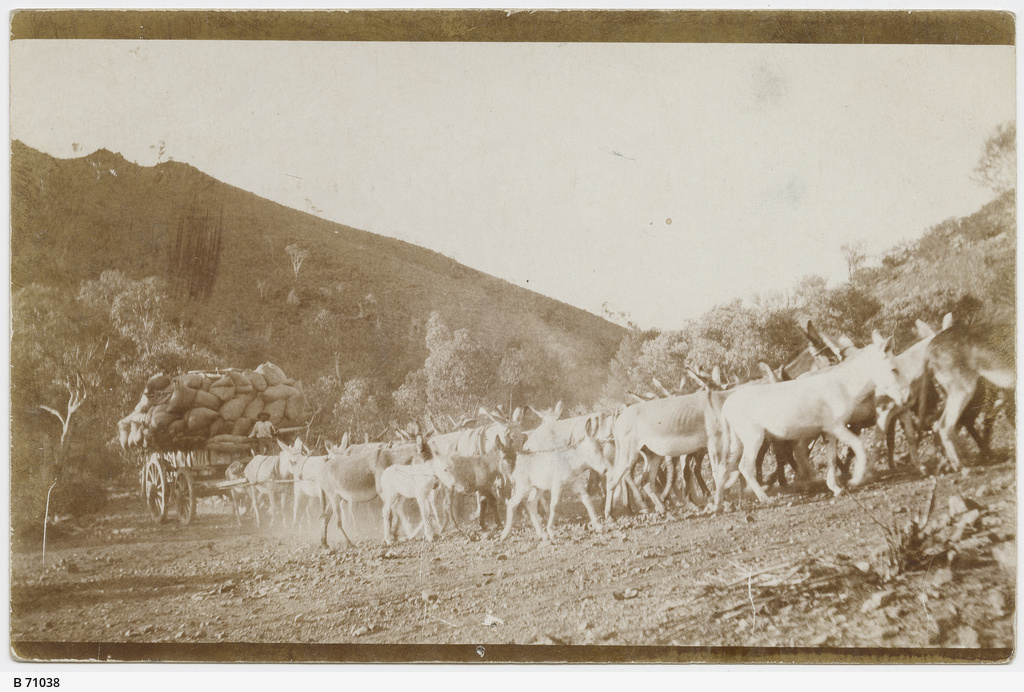 Donkey team at Yudnamutana • Photograph • State Library of South Australia