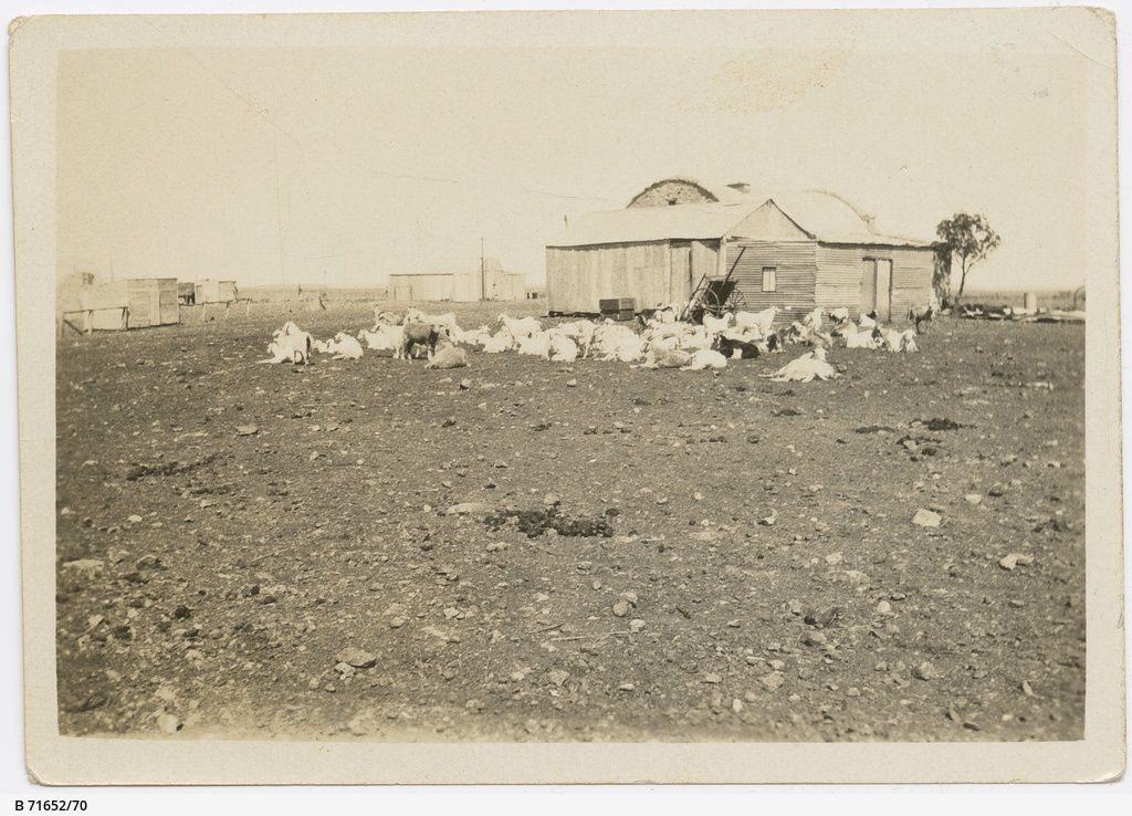 Cordillo Downs Station • Photograph • State Library of South Australia