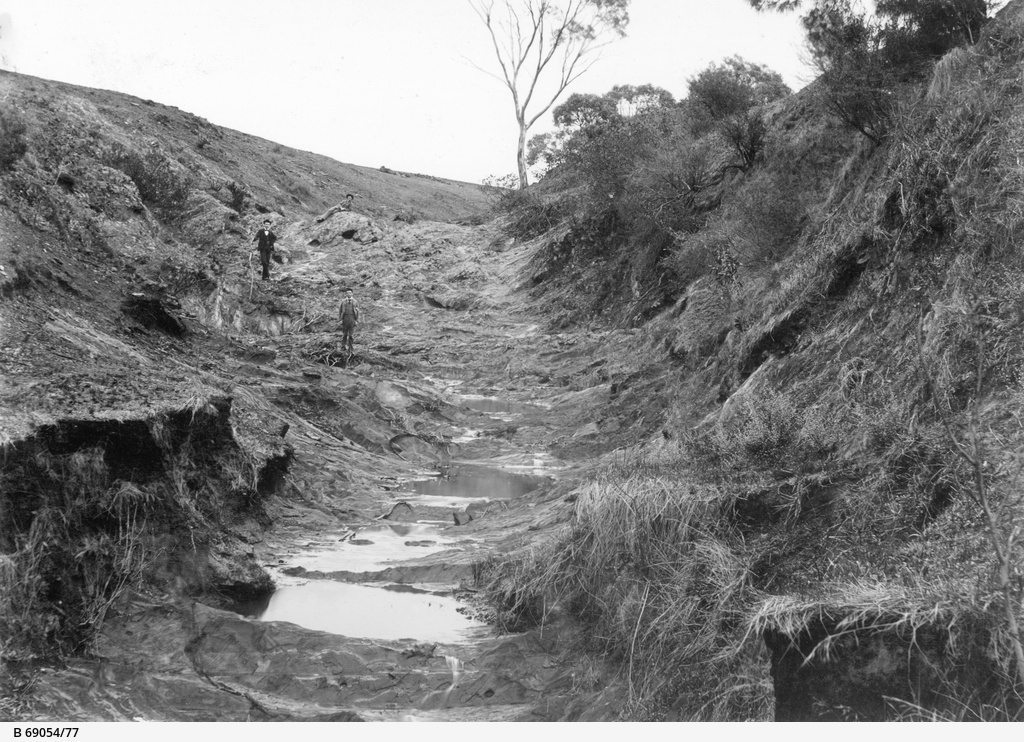 View of a gully • Photograph • State Library of South Australia