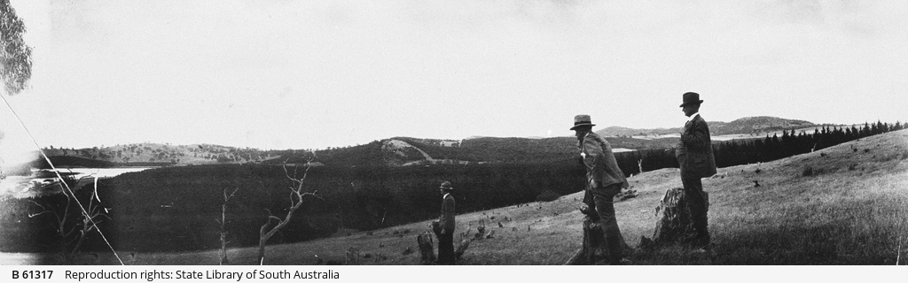 Mount Crawford Forest • Photograph • State Library of South Australia