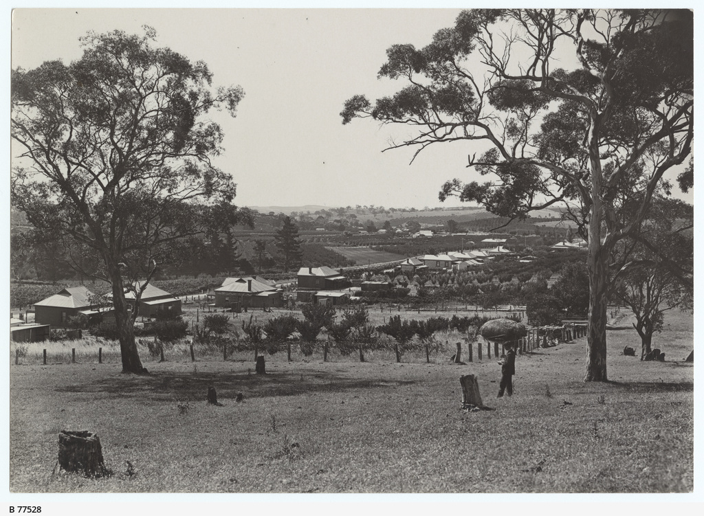 Angaston • Photograph • State Library of South Australia