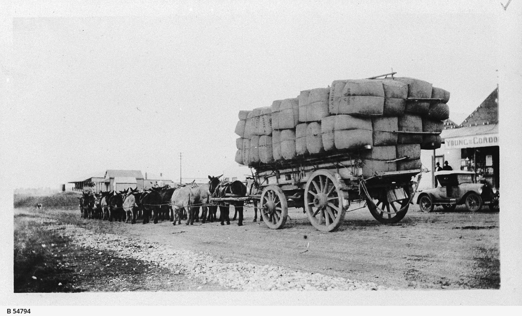 Forty two donkeys pulling a wool wagon • Photograph • State Library of ...