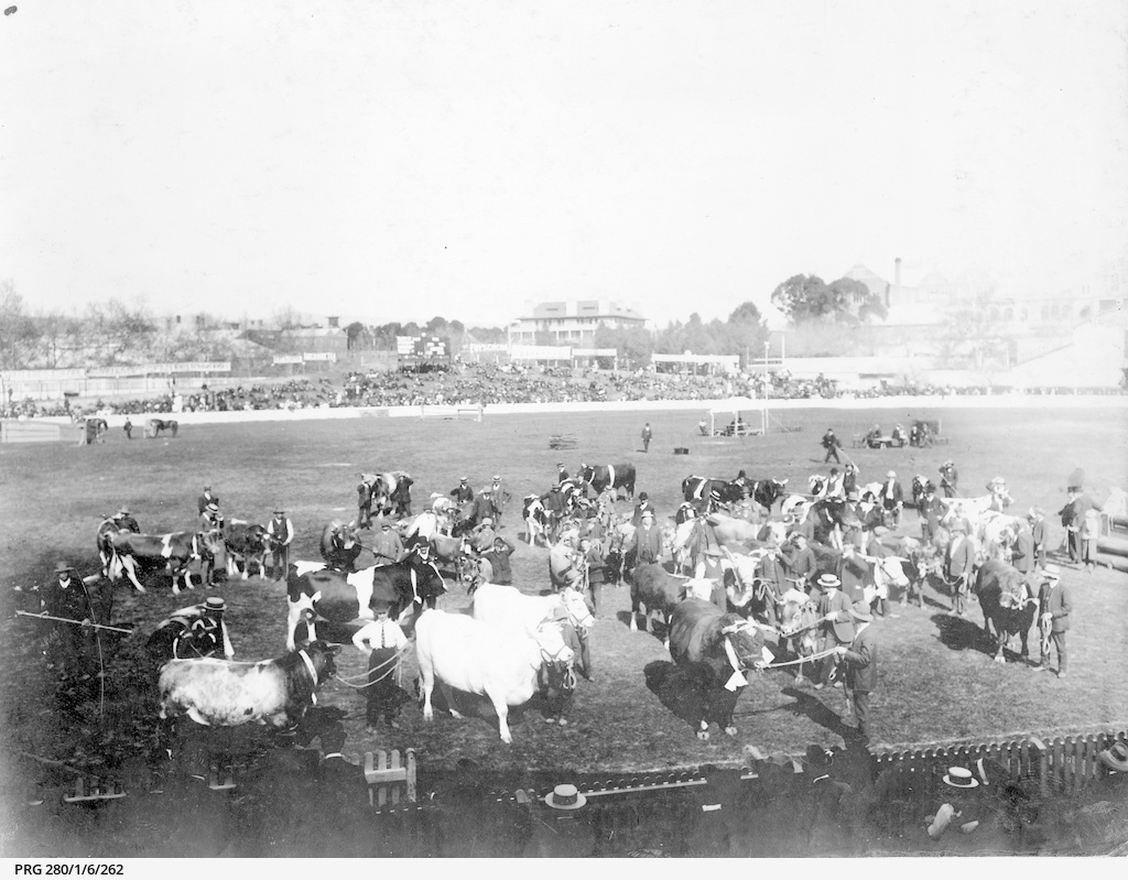 Stock on parade at an Adelaide Show • Photograph • State Library of ...