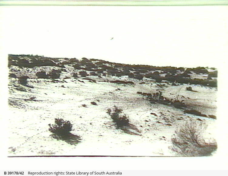 Ooldea Paradise • Photograph • State Library of South Australia