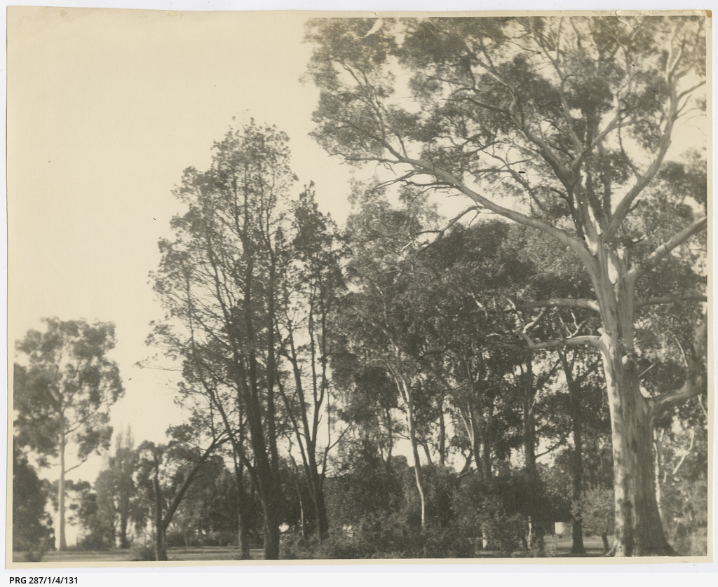 Tall gum trees • Photograph • State Library of South Australia