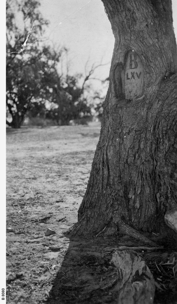 Depot Tree Inscription • Photograph • State Library of South Australia