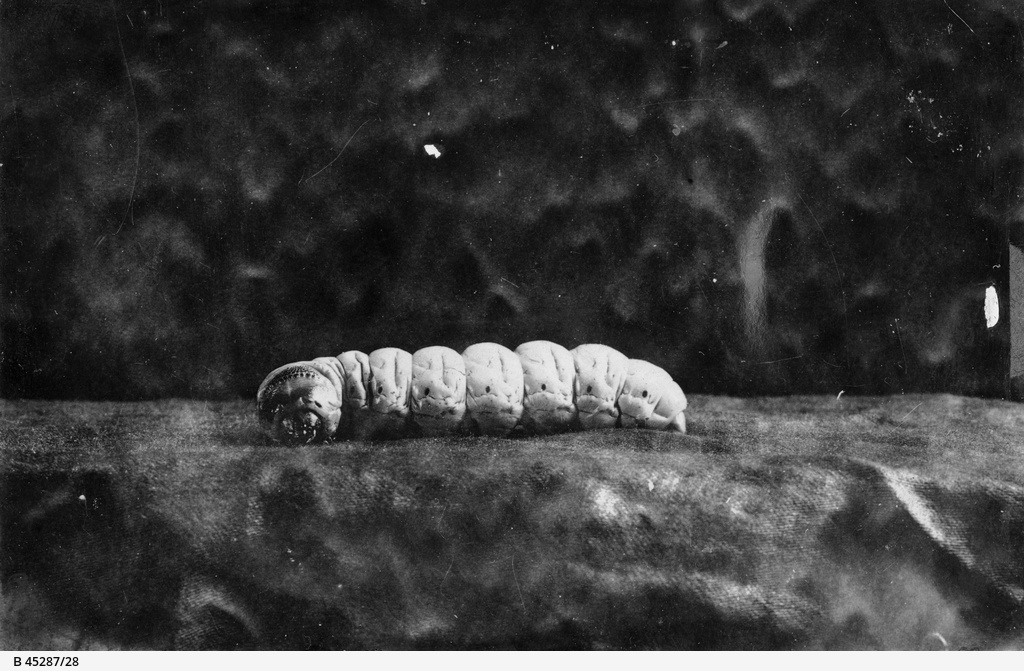 Views of Ooldea : caterpillar • Photograph • State Library of South ...