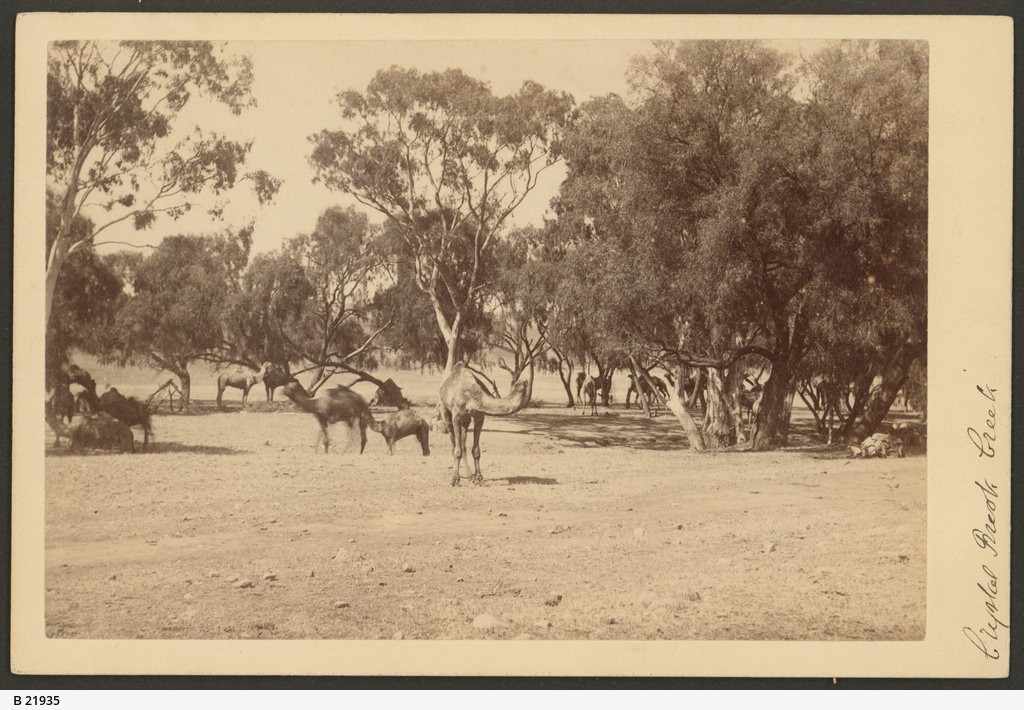 Crystal Brook • Photograph • State Library of South Australia