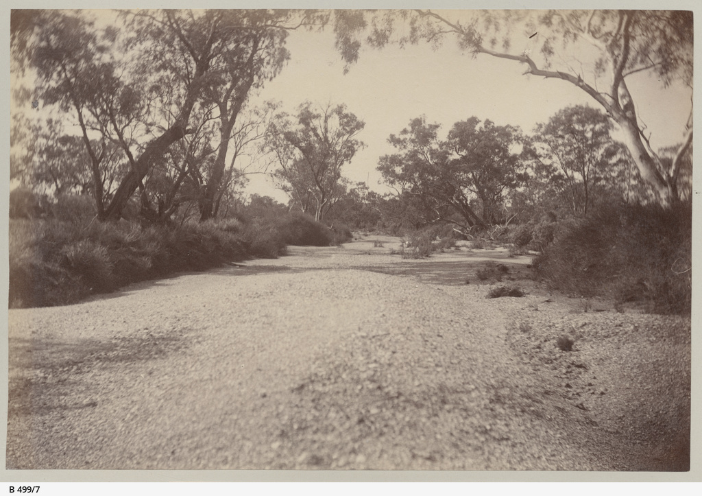 Arkaringa Creek • Photograph • State Library of South Australia