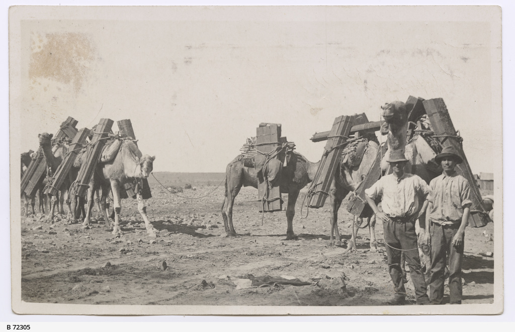 Camels carrying loads of wood • Photograph • State Library of South ...
