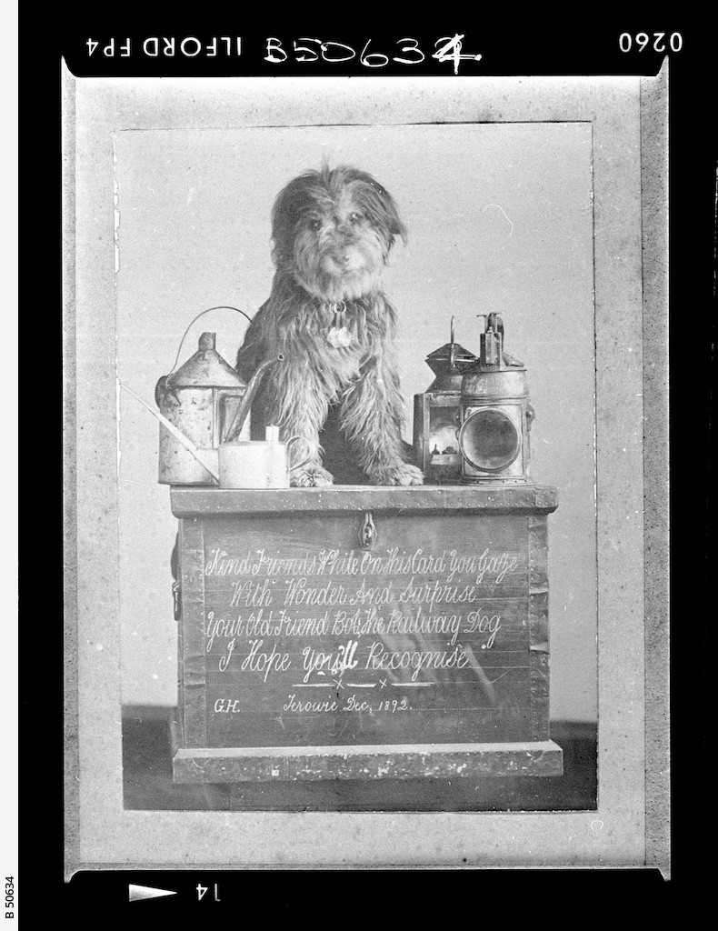 'Bob' the Railway Dog • Photograph • State Library of South Australia
