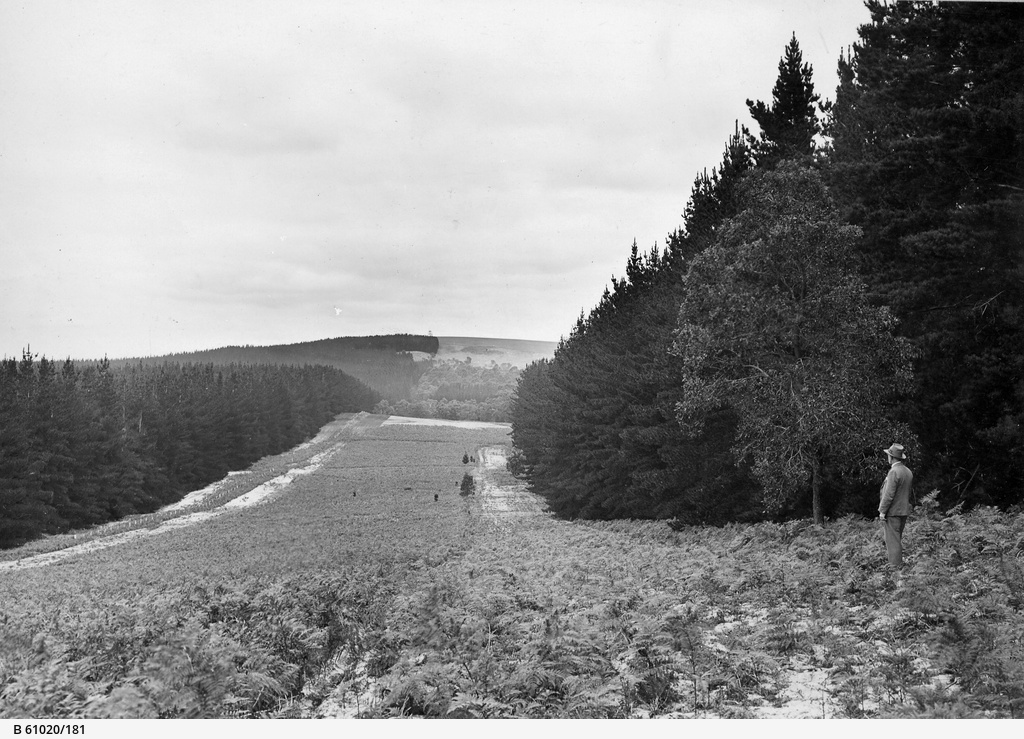 Mount Burr Forest • Photograph • State Library of South Australia