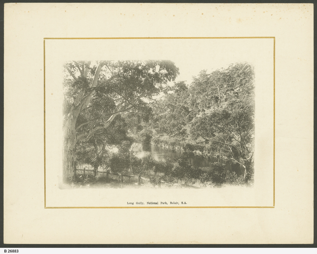 Long Gully, National Park • Photograph • State Library of South Australia