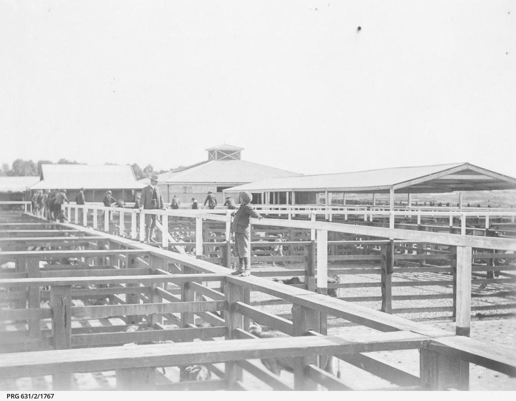 Cattle Market, North Terrace • Photograph • State Library of South ...