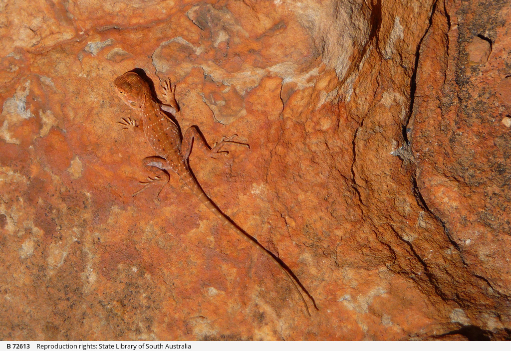 Ring Tailed Dragon • Photograph • State Library of South Australia