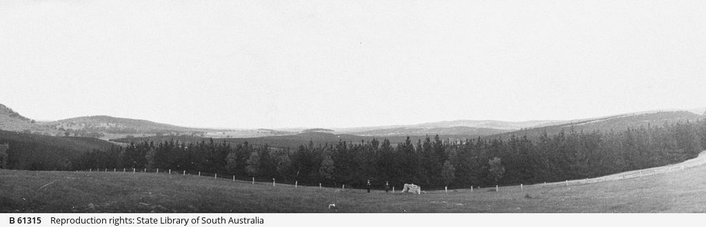 Mount Crawford Forest • Photograph • State Library of South Australia