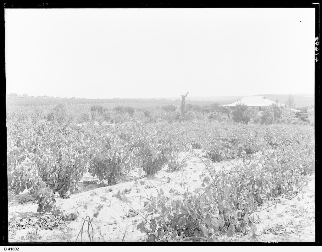 "Tatachilla" Vineyards • Photograph • State Library of South Australia
