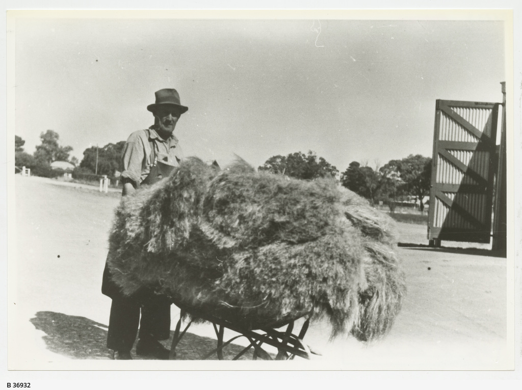 Flax Straw • Photograph • State Library of South Australia