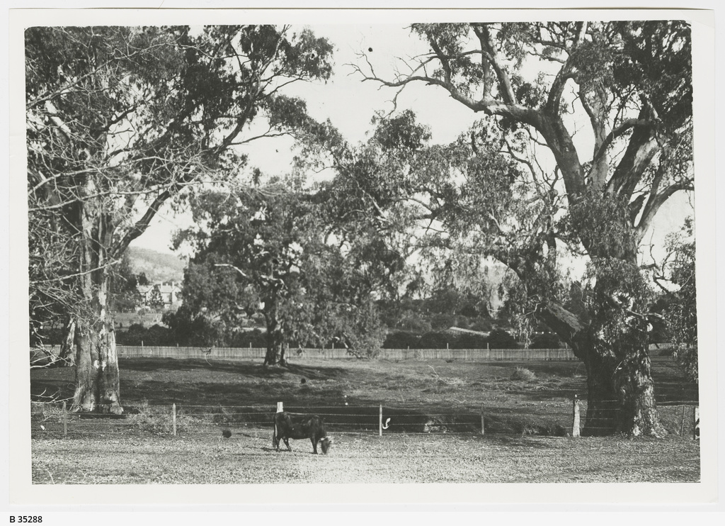 Fife Avenue, Torrens Park • Photograph • State Library of South Australia