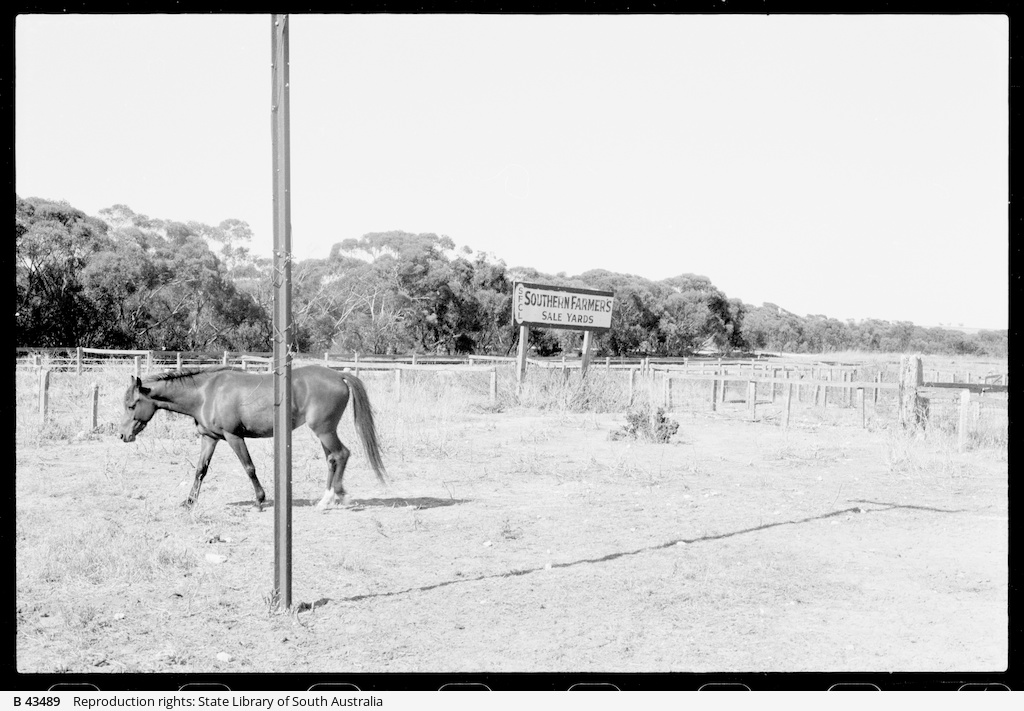 Sale Yard, Jabuk • Photograph • State Library of South Australia