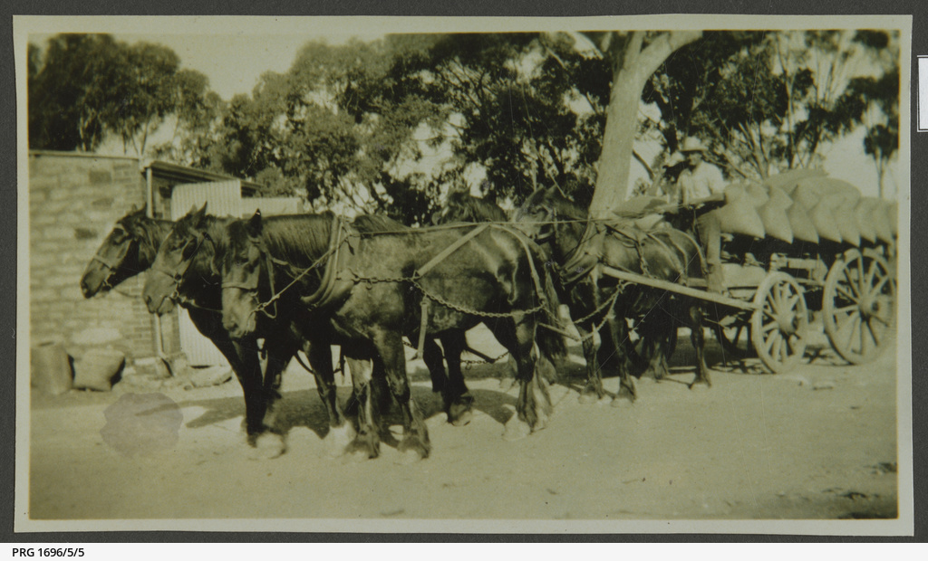 William Thomas Frost with dray load of wheat, Park Hill, Manoora ...