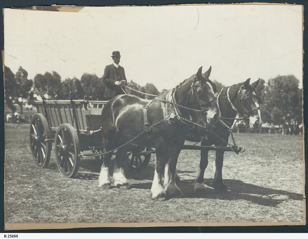 German Wagon • Photograph • State Library of South Australia