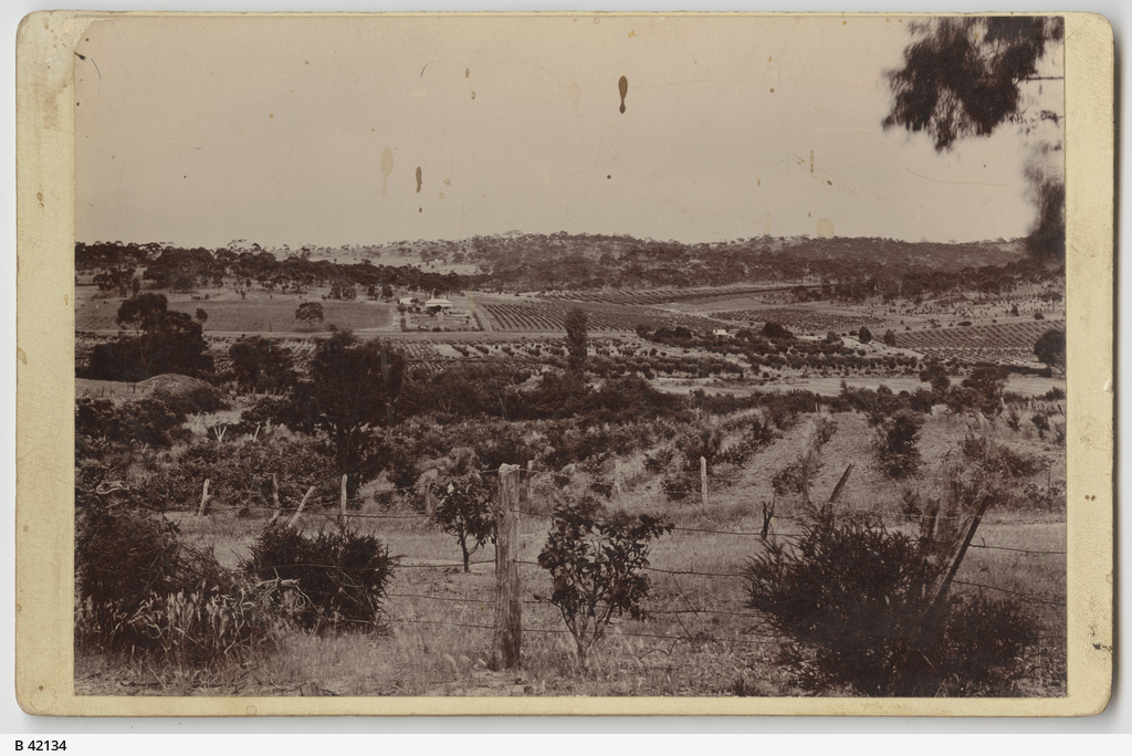 Angaston • Photograph • State Library of South Australia