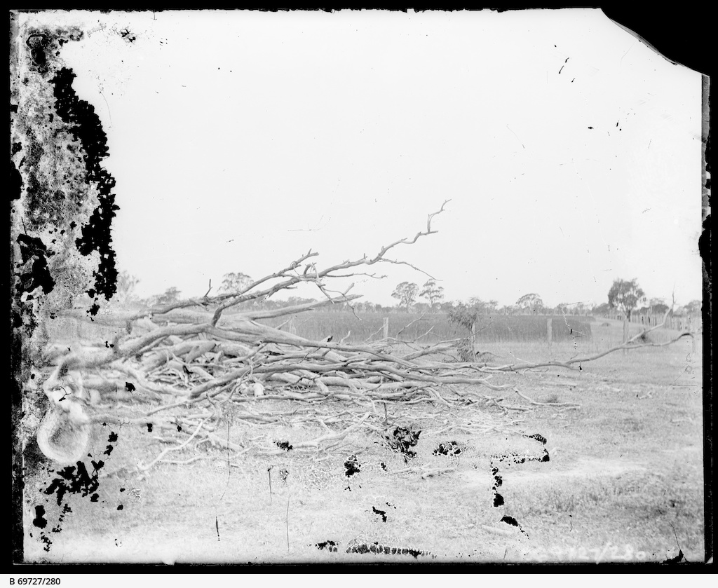 Cleared land • Photograph • State Library of South Australia