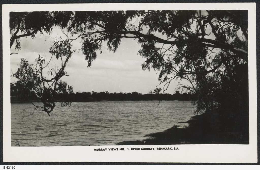 Murray River at Renmark • Photograph • State Library of South Australia