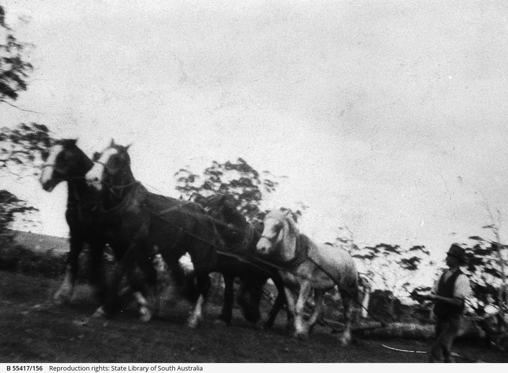 Australian Slate Quarry at Willunga • Photograph • State Library of ...