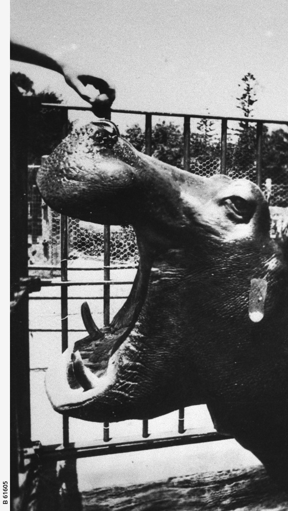 Hippopotamus at Adelaide Zoo • Photograph • State Library of South ...