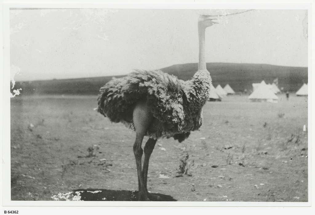 Ostrich visiting a military camp • Photograph • State Library of South ...
