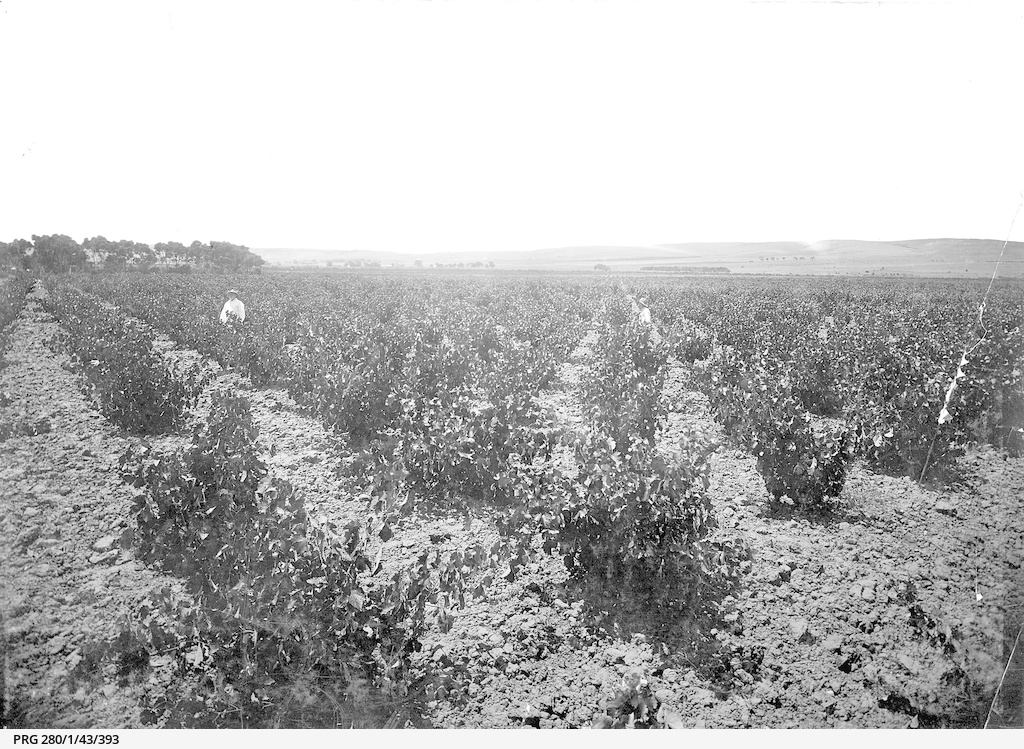 Bindarra vineyard, near Brighton, South Australia • Photograph • State ...