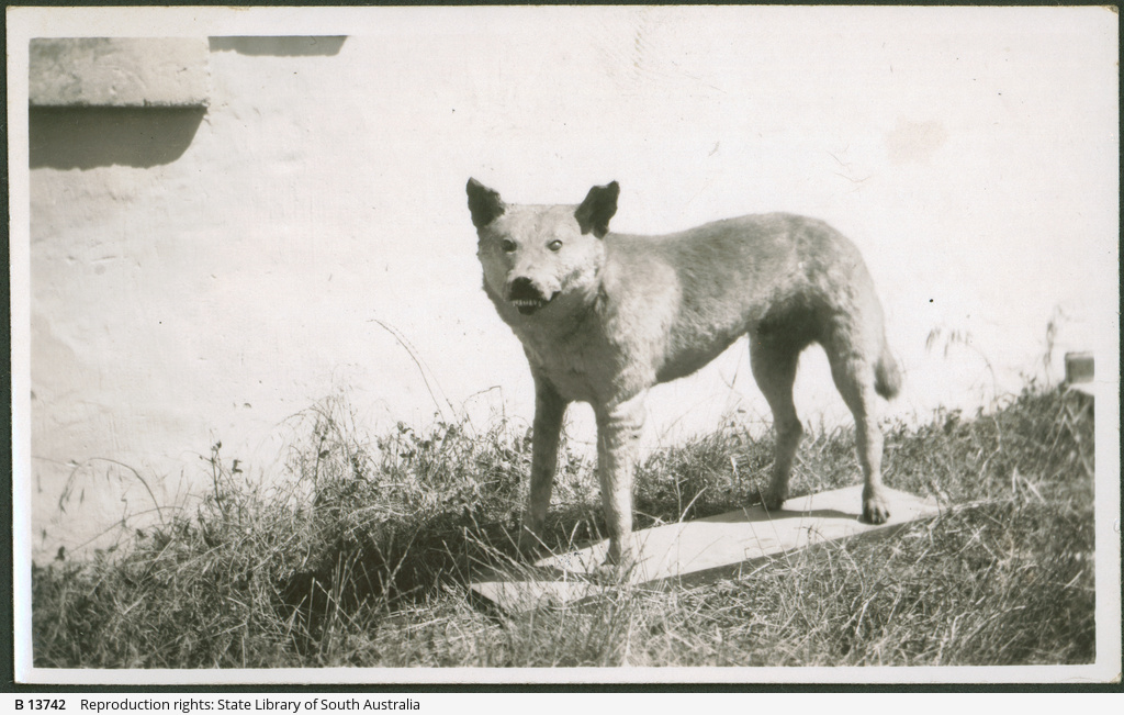 The Tantanoola Tiger • Photograph • State Library of South Australia