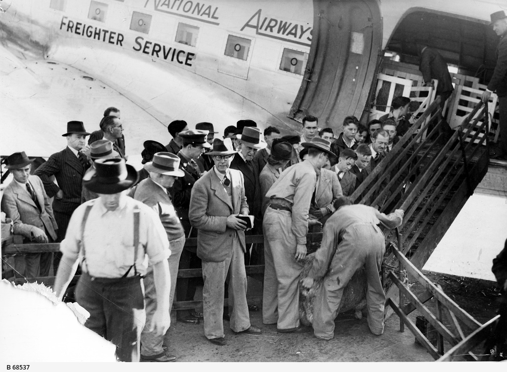 Sheep being loaded onto a plane • Photograph • State Library of South ...