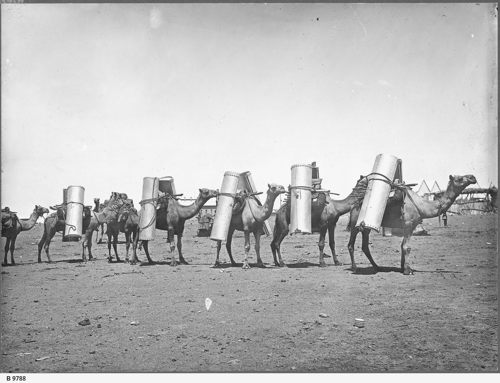 Camel Train • Photograph • State Library of South Australia
