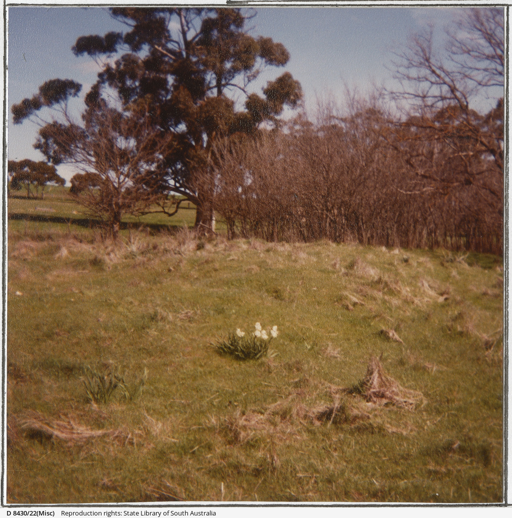 Photographs relating to the Kelly and Adamson Families • Photograph ...