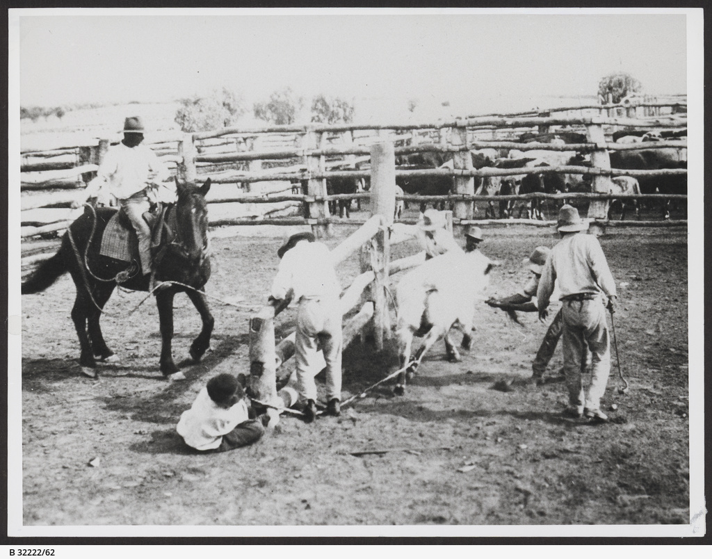 Cattle Branding • Photograph • State Library of South Australia