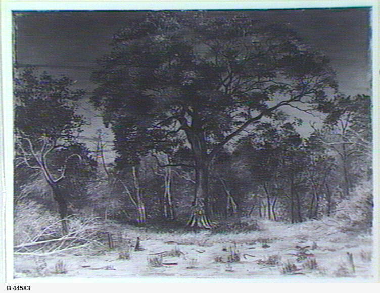 J. McDouall Stuart tree • Artwork • State Library of South Australia
